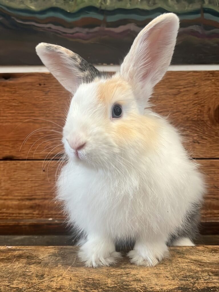 Junior Animal Care Sessions - Westmoreland Sanctuary